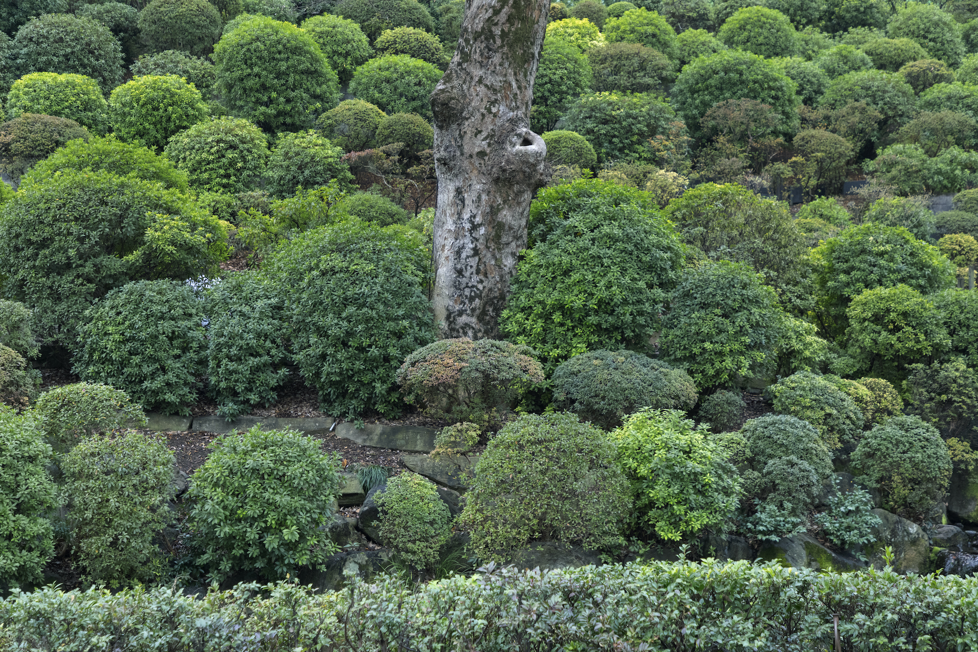 TOKYO TREE TREK - PAPERSKY