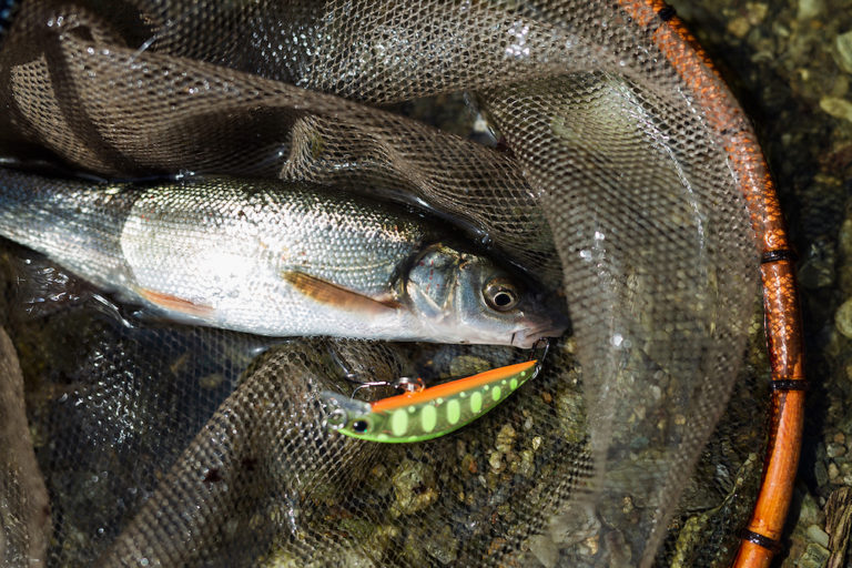 Amago salmon in the “Niyodo blue” - PAPERSKY TRIP