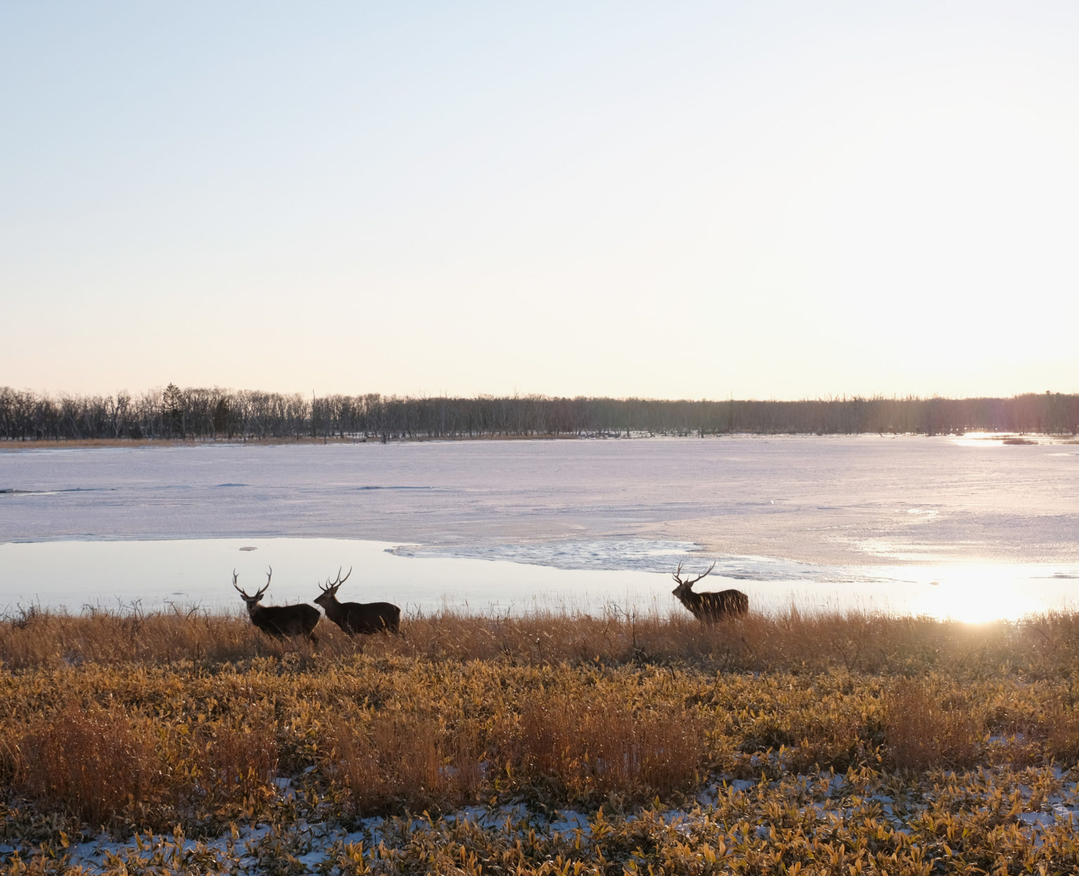 - Jomon FieldworkSherds of Wisdom 津田直