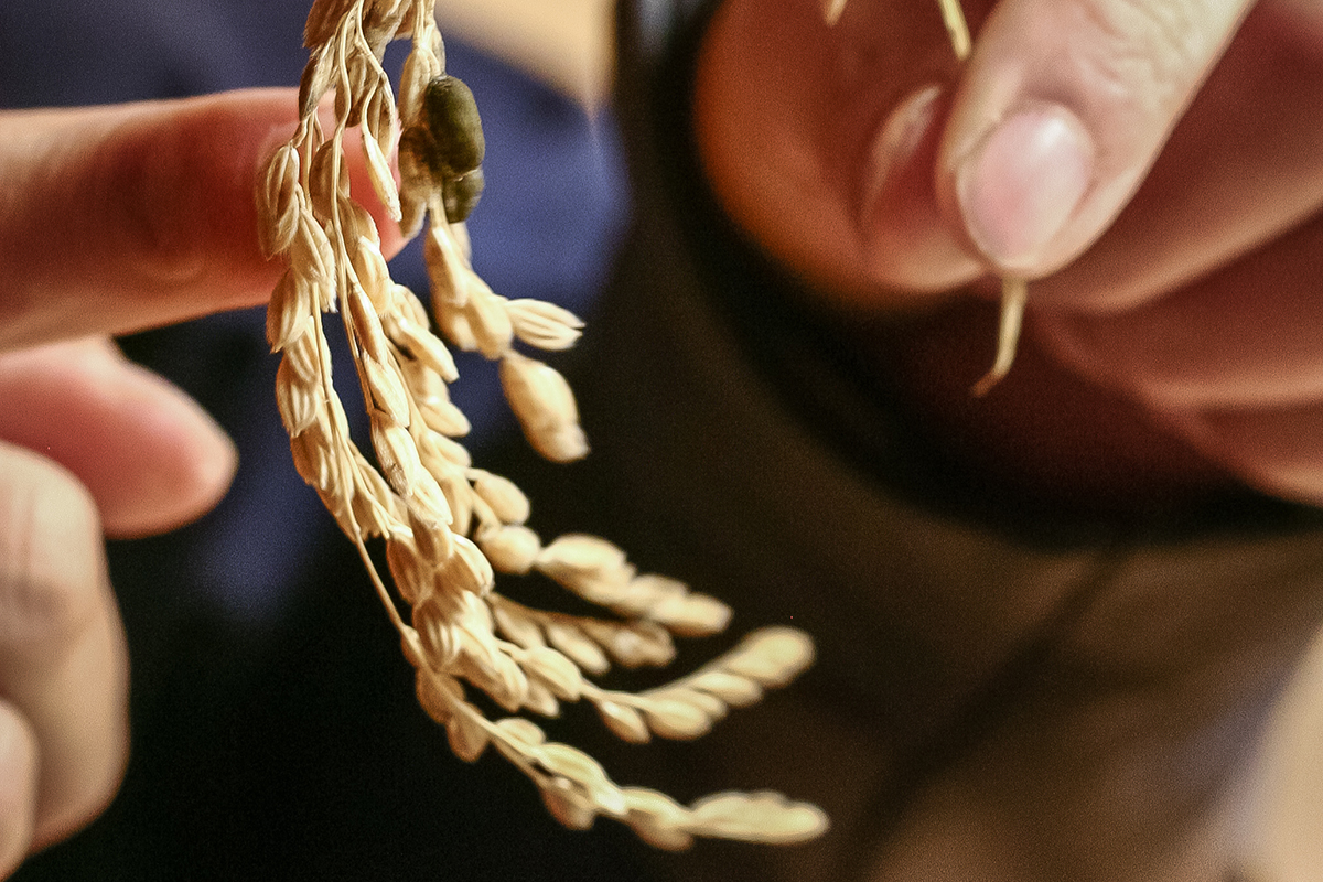 Shizenshoku / Kozaki Natural Foods - PAPERSKY - CULTURE